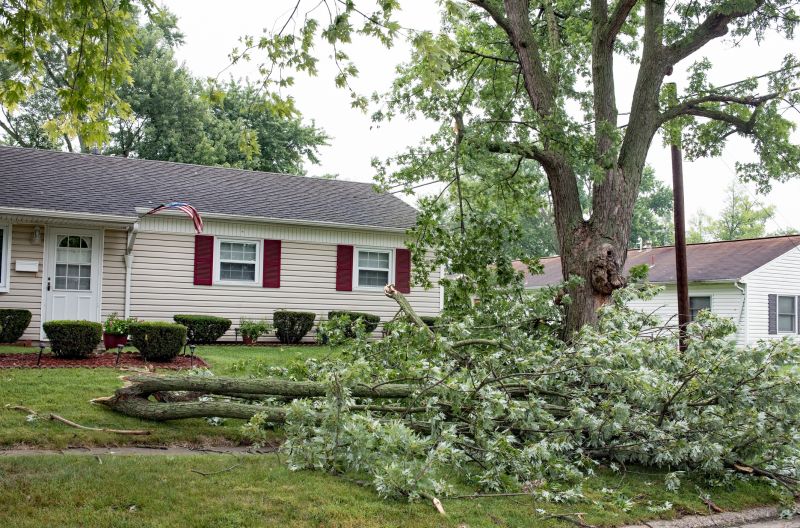 Get Tree Debris Removal - Schedule Service Today